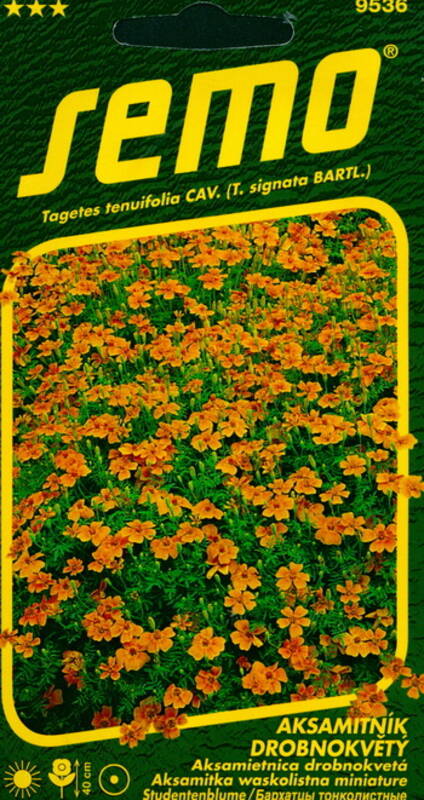 Signet Marigold Orange : seeds