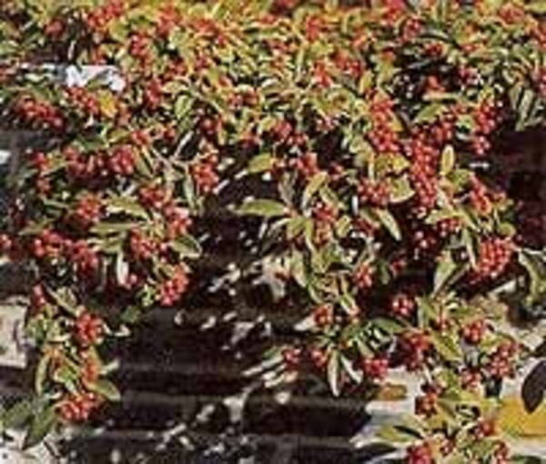 Rohkeõieline tuhkpuu COTONEASTER multiflorus