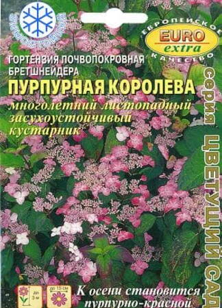 Himalayan hydrangea : seeds