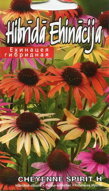Coneflower Cheyenne Spirit F1: seeds