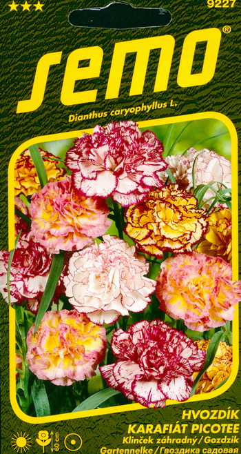 Divine flower Picotee: seeds