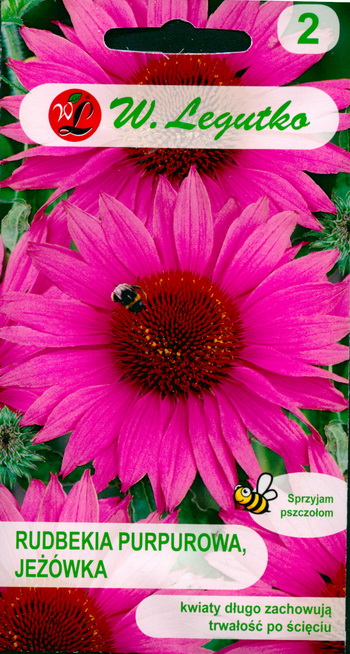 Purple coneflower seeds