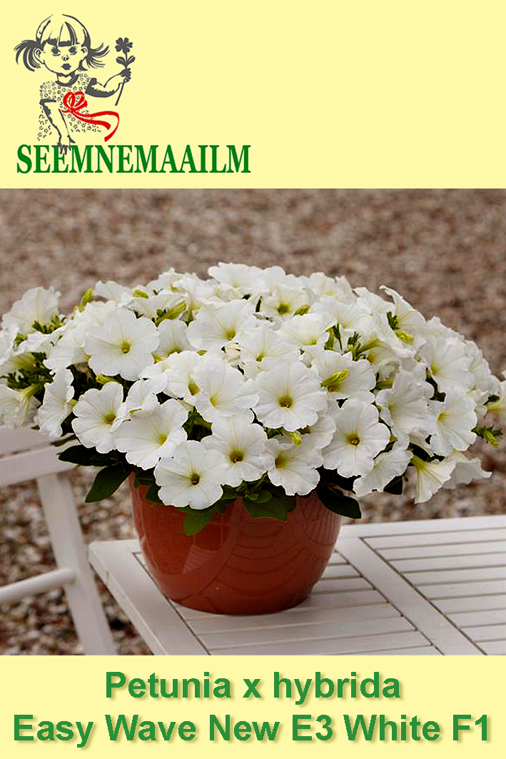 Petunia ampelous Easy Wave White F1: frön