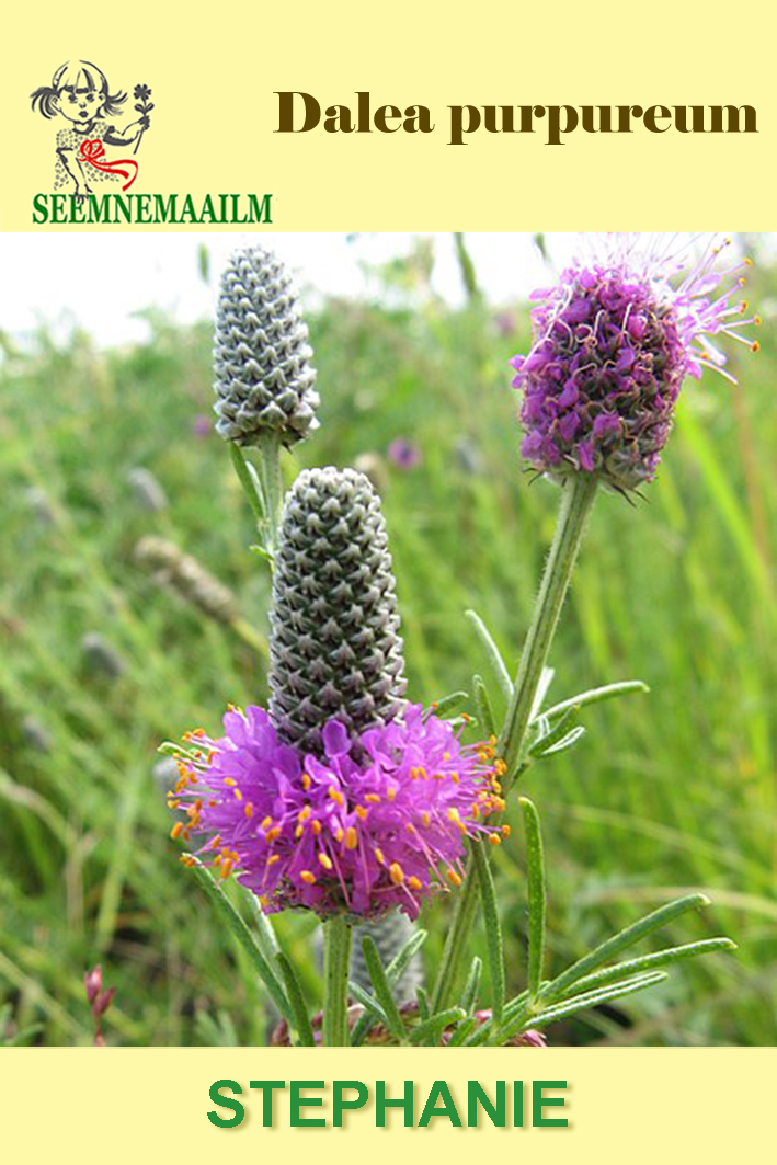 Purple prairie clover Stephanie: seeds