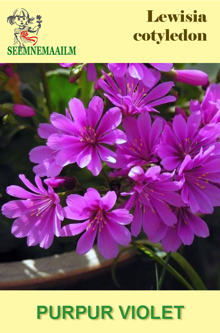 Siskiyou bitterroot Purpur-Violet: seeds