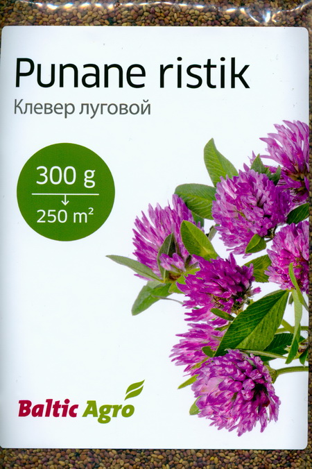 Punane aasristik Rozeta : seemned