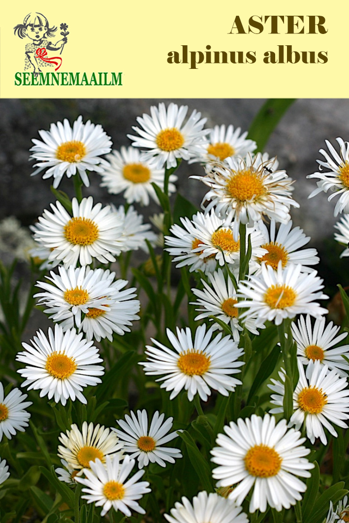 White alpine aster Albus: seeds