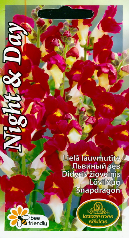 Snapdragon Day and Night : seeds