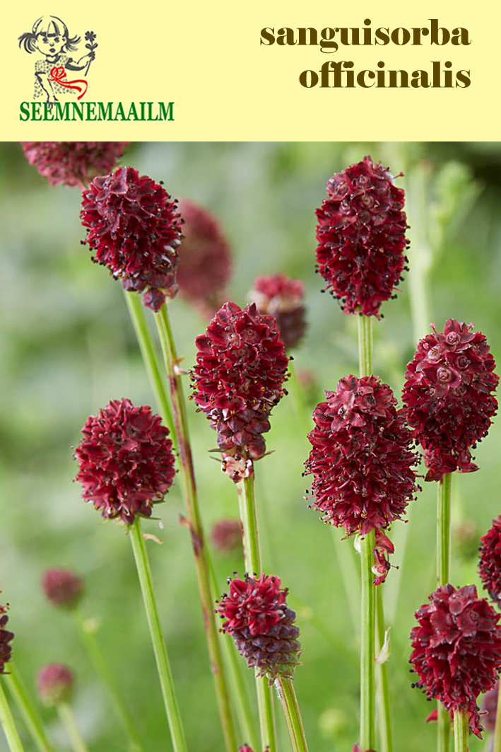 Great burnet : seeds