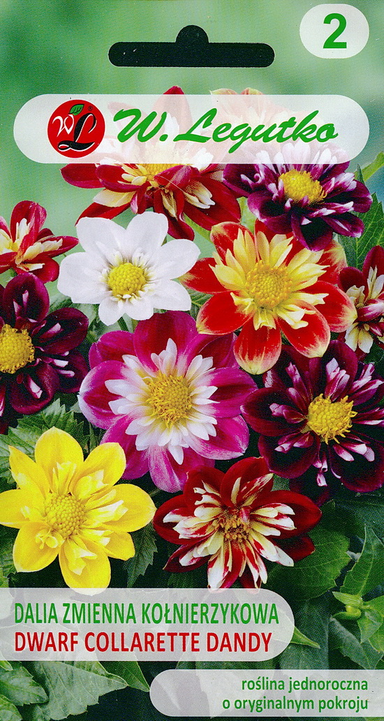 Dahlia Collarette Dandy mixture : seeds