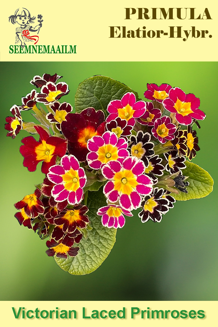 Polyanthus primrose Victorian Laced Primroses : seeds
