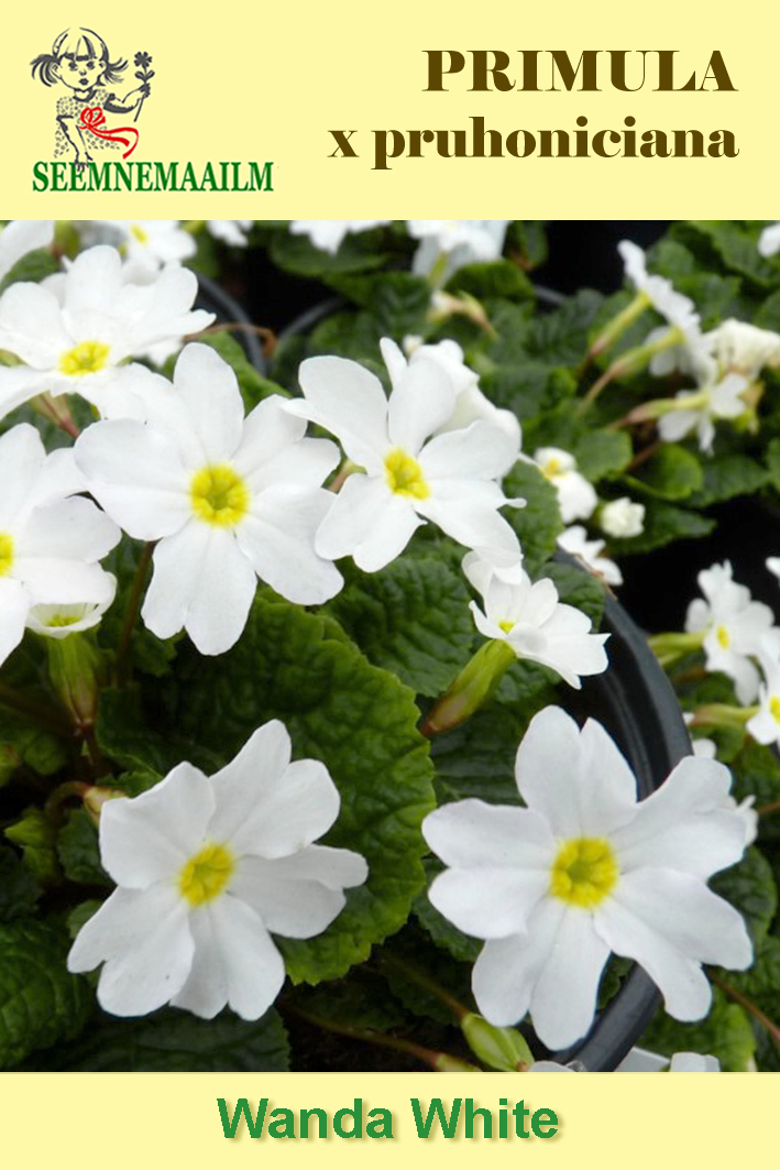 Primula prukhonitskaya 'Wanda White' : graines : acheter en Estonie