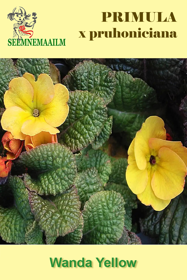 Primula prukhonitskaya 'Wanda Yellow' : graines : acheter en Estonie