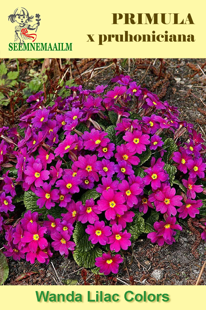 Primula prukhonitskaya 'Wanda Lilac Colors' : graines : acheter en Estonie