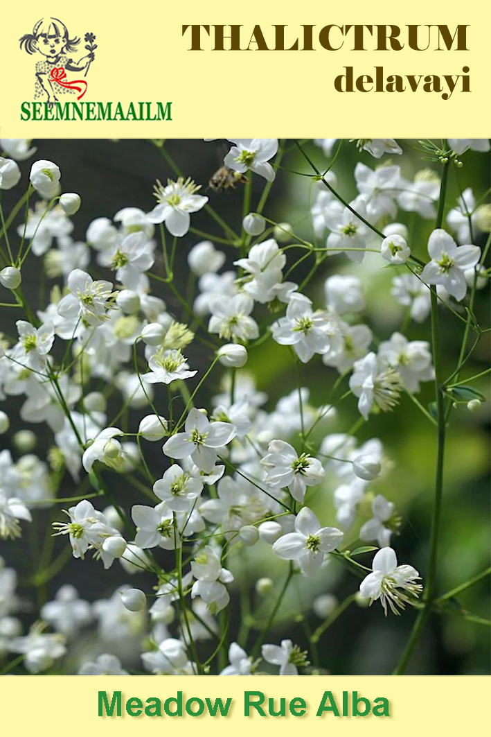 White Meadow Rue Album: seeds: buy online