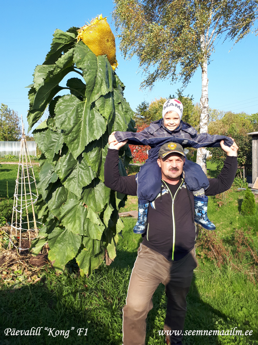Sonnenblume Titan Samen kaufen: Riesige 4m Sonnenblume für Ihren Garten ...