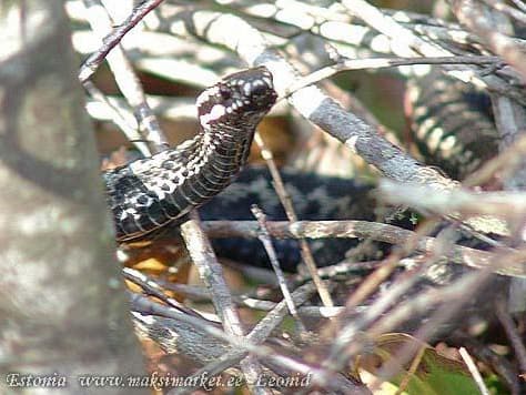 Kuidas vältida rästikuhammustust