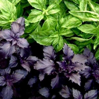 Basiilikuseemned: roheline, lilla, sidruni ja teised sordid ...