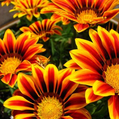 Üheaastaste lillede seemnete müük