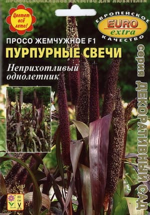 Pearl millet Copper Prince : seeds : buy