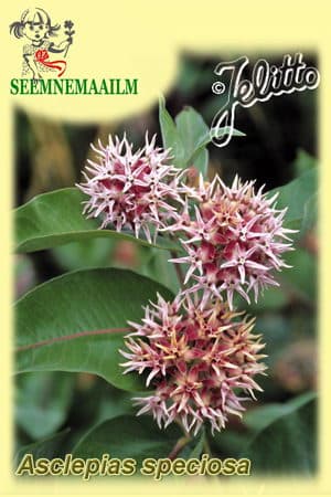 Showy milkweed: seeds
