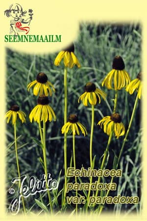 Yellow Coneflower : seeds