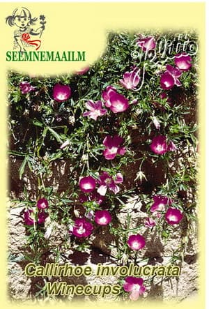 Kattene magunmalva Callirhoe involucrata