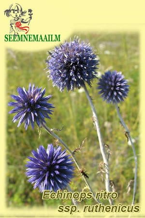 Small Globe Thistle Platinum Blue : seeds