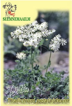 Pigamon Faux-Pétale : Thalictrum Petaloideum - Plante Ornementale ...