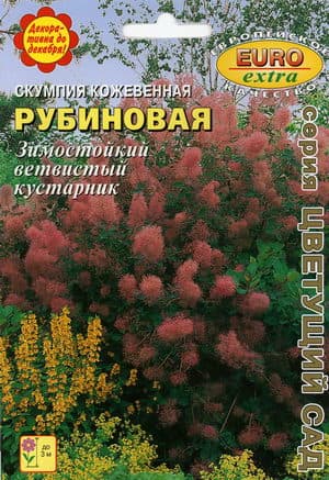 Harilik parukapuu ''Rubinovaja'' Cotinus coggygria