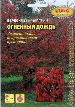 Tiivuline kikkapuu ''Rain of Fire'' Euonymus alata