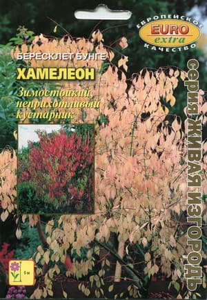 Bunge kikkapuu ''Chameleon'' Euonymus bungeana