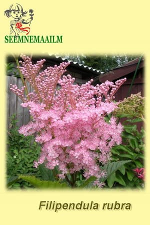 Angervaks punane ''Magnifica'' Filipendula rubra