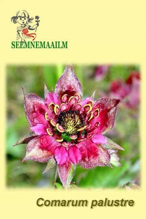 Marsh Cinquefoil : Purple Marshlocks : seeds