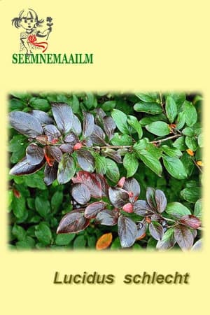 Läikiv tuhkpuu Cotoneaster lucidus