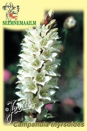 Yellow bellflower: seeds