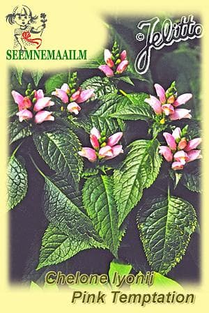 Kilpkonnalill ''Pink temptation'' Chelone lyonii