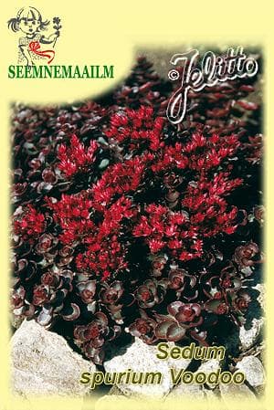 Tworow stonecrop Voodoo: seeds