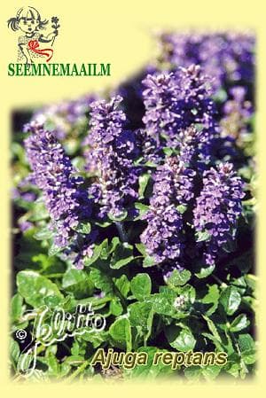 Сommon bugle : seeds