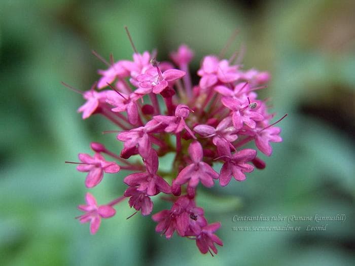Valériane Rouge (Centranthus ruber) : Achetez vos graines & vivaces ...