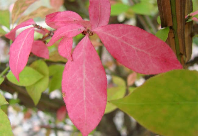 Tiivuline kikkapuu ''Rain of Fire'' Euonymus alata