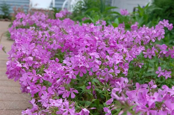 Prairie phlox: seeds